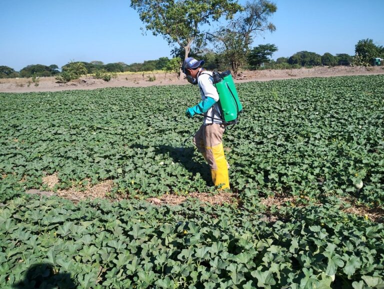 Cultivo de Melon Protegido con Megacobro – Sampolk Corporation