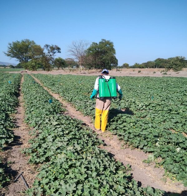 Cultivo de Melon Protegido con Megacobro – Sampolk Corporation